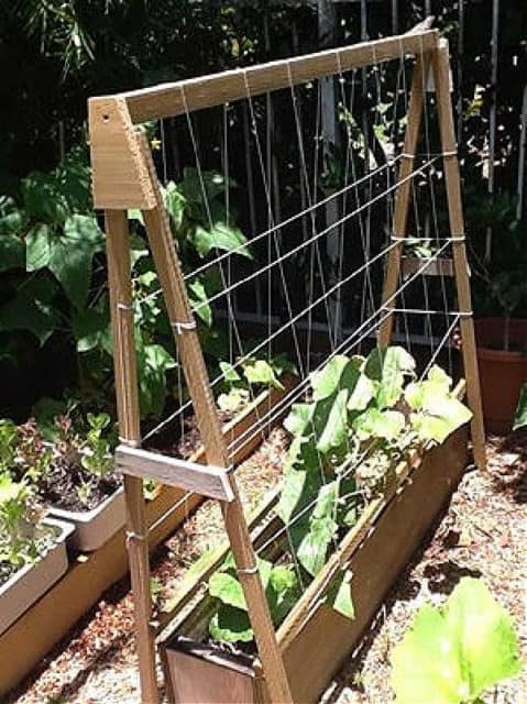 Cucumber Trellis Ideas - Supporting Cucumber Plants - Tie Up Cucumbers