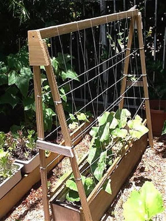Cucumber Trellis Ideas - Supporting Cucumber Plants - Tie Up Cucumbers