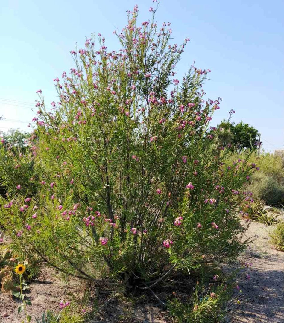 Orton Botanical Garden - Native Drought Tolerant Plants - Desert Garden