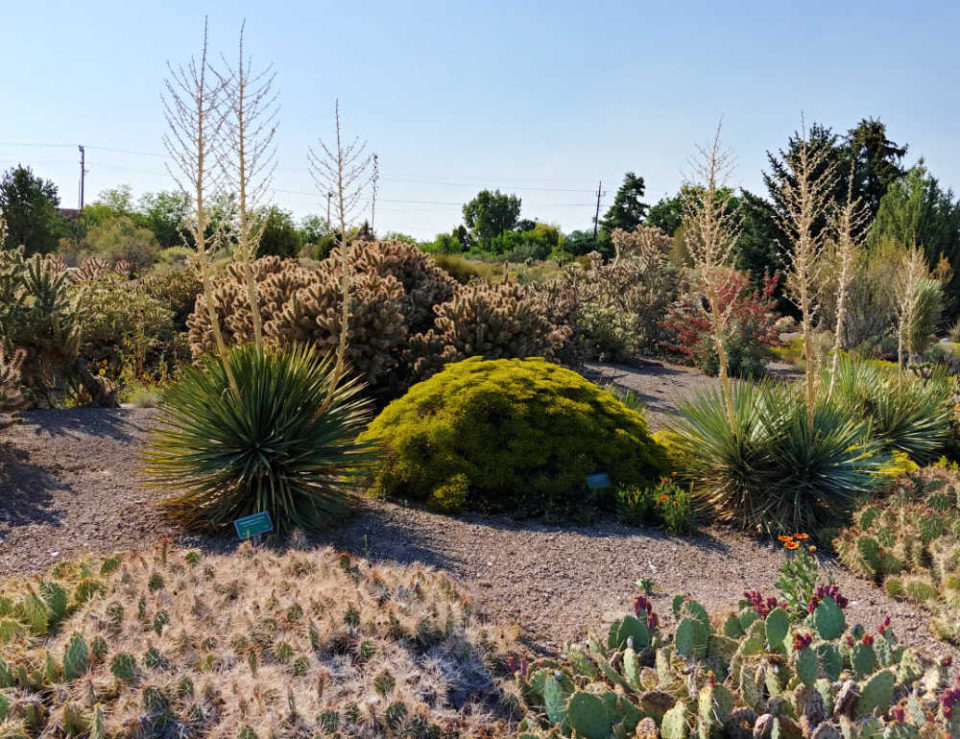 Orton Botanical Garden - Native Drought Tolerant Plants - Desert Garden