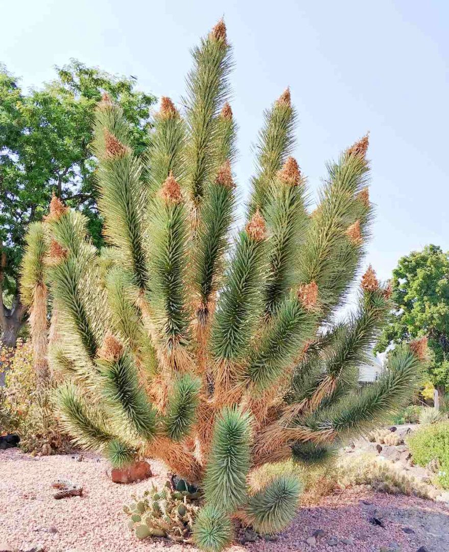 Orton Botanical Garden - Native Drought Tolerant Plants - Desert Garden