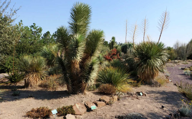 Orton Botanical Garden - Native Drought Tolerant Plants - Desert Garden