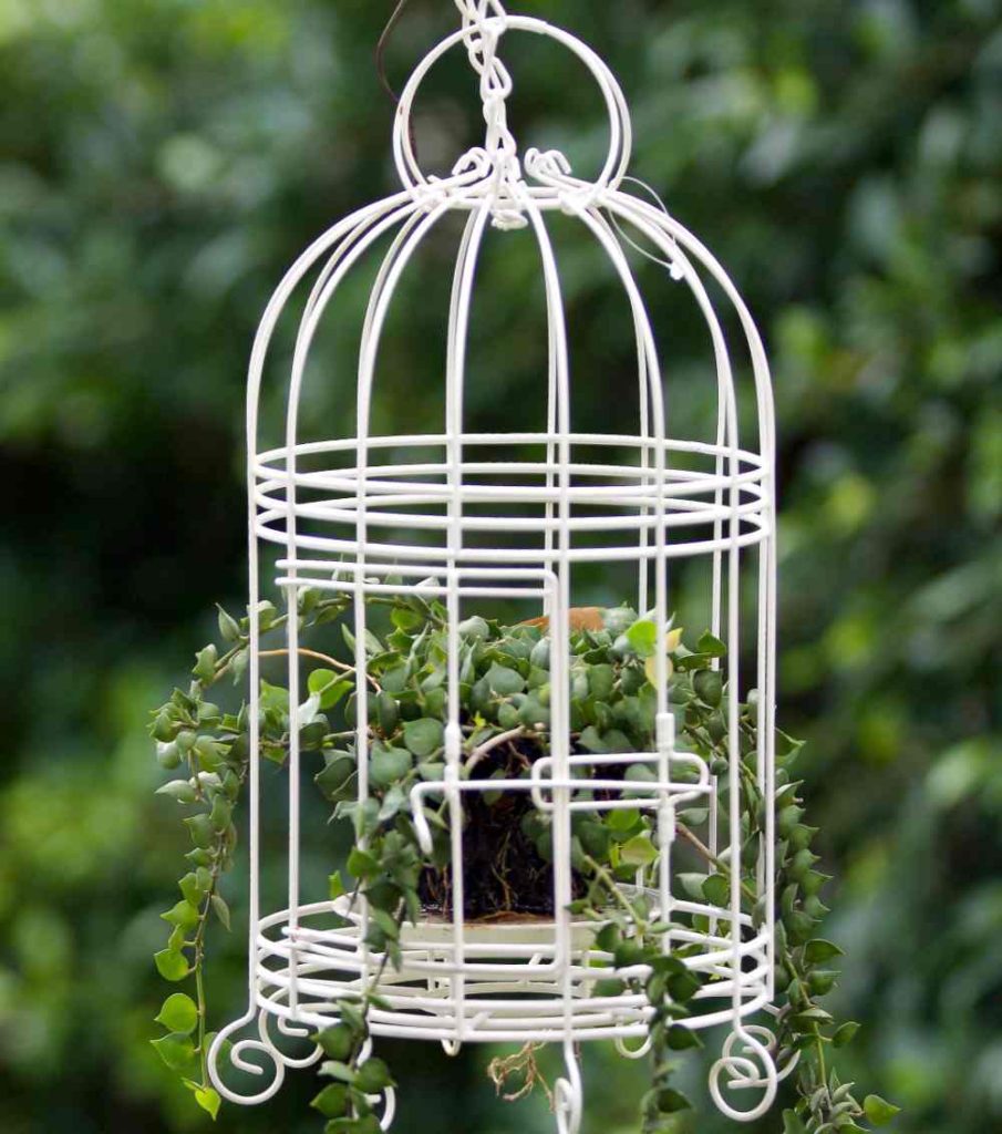 Bird Cage Planters - 15 Decorative Birdcage Planter Ideas