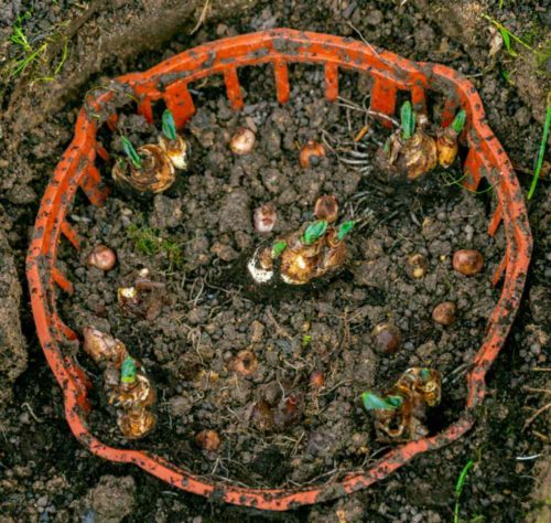 How to Keep Squirrels from Digging up Bulbs + 18 Squirrel Resistant Bulbs