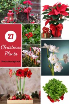 Christmas Plants - List of 27 Flowers and Holiday Plants for Xmas