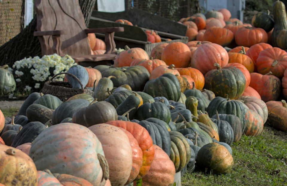 Best Pumpkins for Carving - Tips for Picking the Perfect Pumpkin