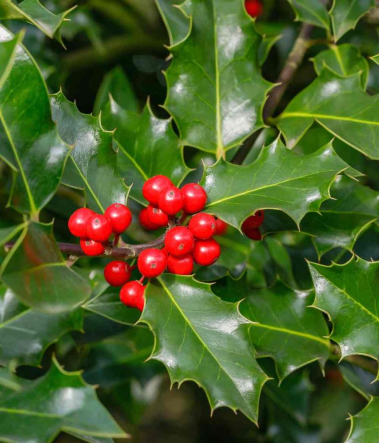 Christmas Plants - List of 27 Flowers and Holiday Plants for Xmas