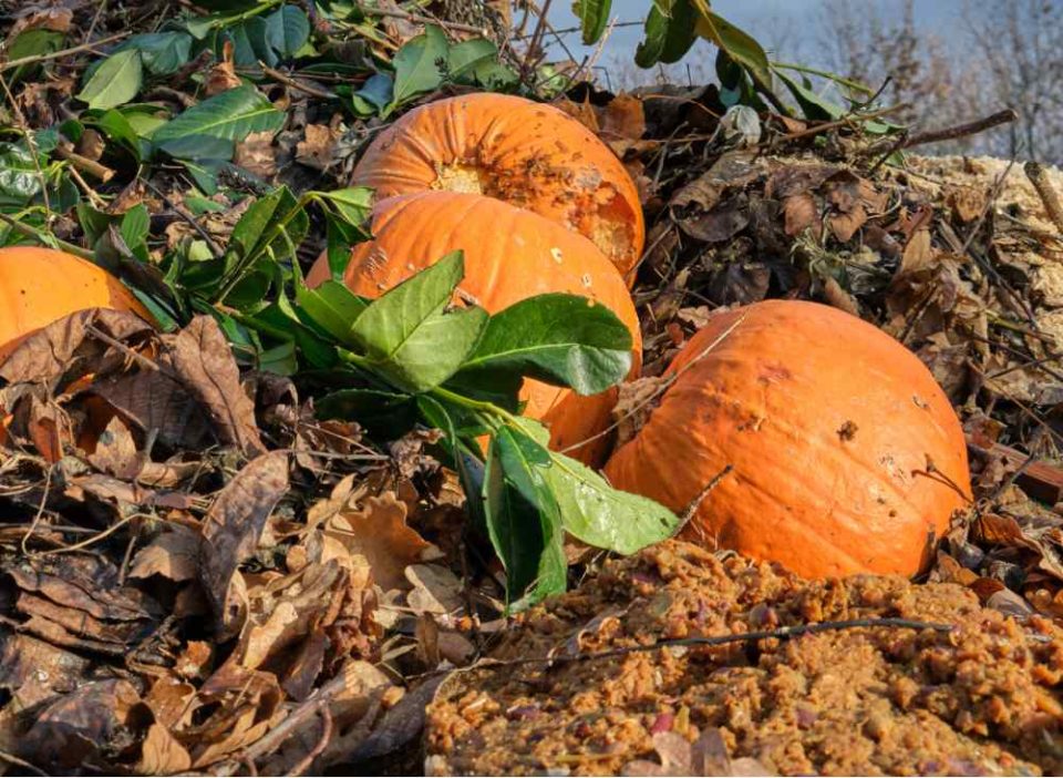 How to Preserve a Pumpkin Carving and Whole Pumpkins Too