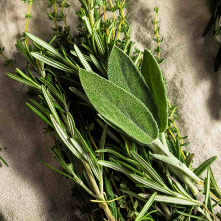 Herbs for Roasting Turkey - Best Fall Spices - Grow Thanksgiving Herbs