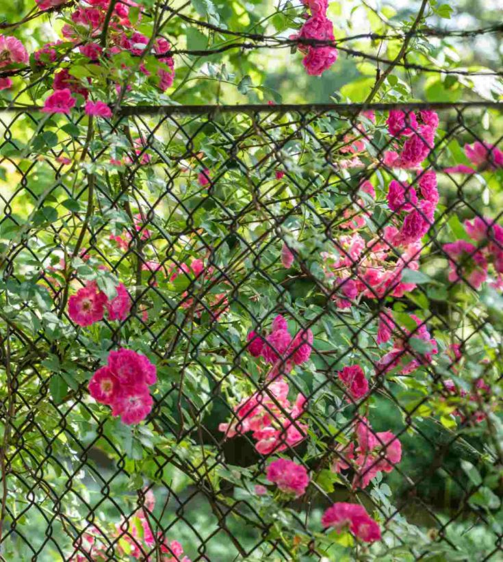 Landscaping Along a Chain Link Fence - Ideas for Hiding an Ugly Fence