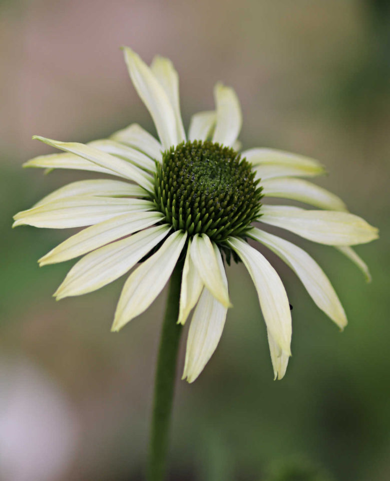 33 of the Best Varieties of Coneflower - Types of Echinacea Plants