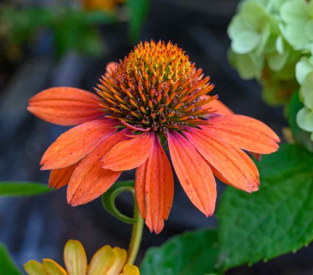 33 of the Best Varieties of Coneflower - Types of Echinacea Plants