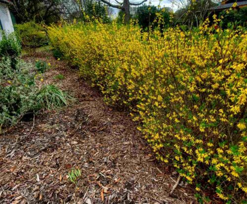 Forsythia Hedge - Tips for Planting -Spacing - Best Type - Flowering Time