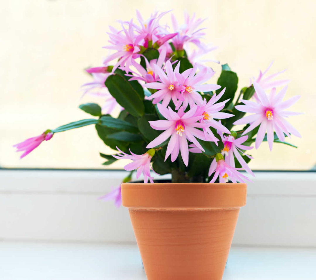 Easter Cactus - Growing Rhipsalidopsis Gaertneri - Spring Cactus