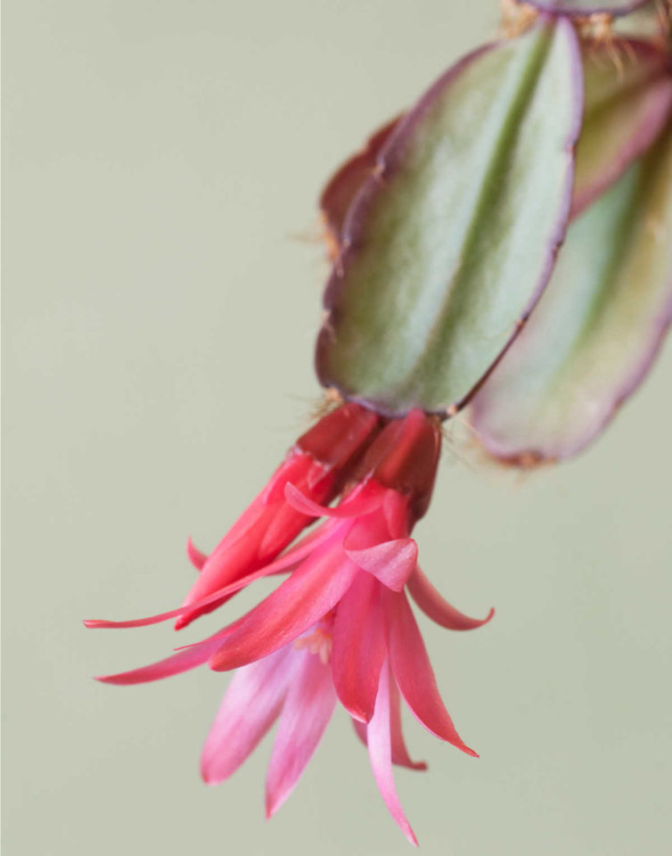 Easter Cactus - Growing Rhipsalidopsis Gaertneri - Spring Cactus