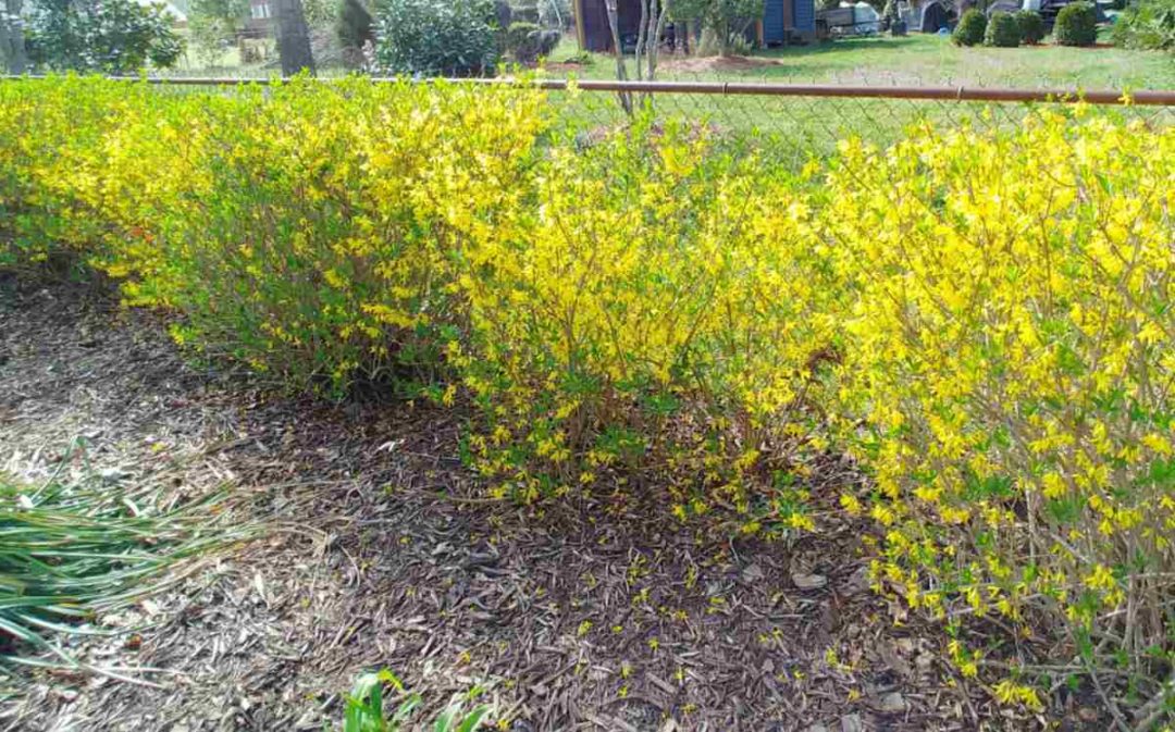 Forsythia Hedge - Tips for Planting -Spacing - Best Type - Flowering Time