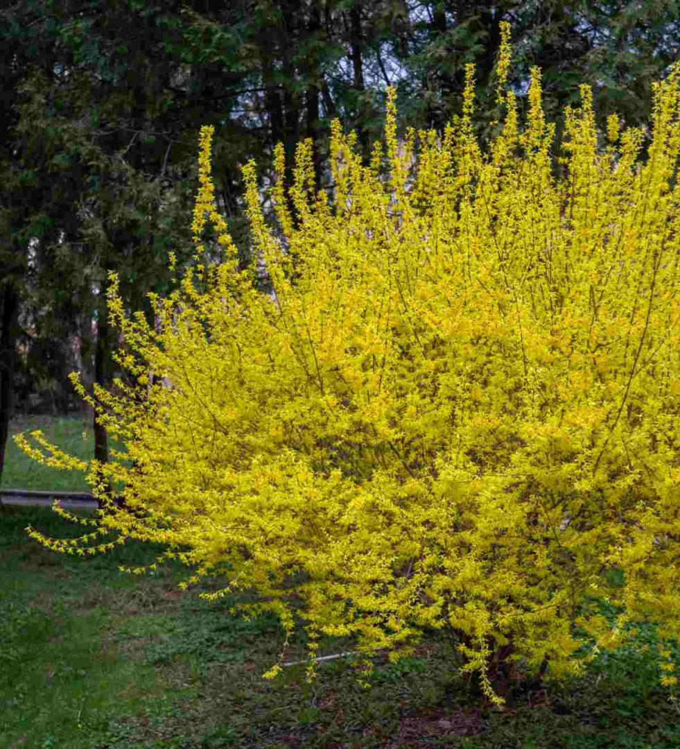 Forsythia Hedge - Tips for Planting -Spacing - Best Type - Flowering Time