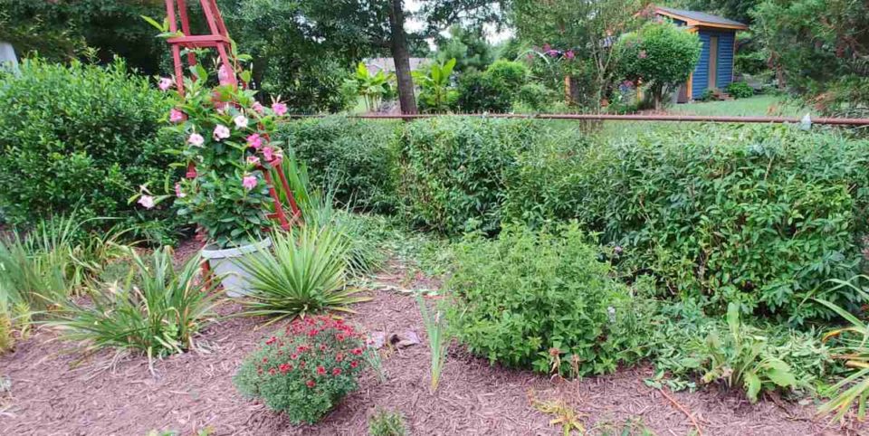 Forsythia Hedge - Tips for Planting -Spacing - Best Type - Flowering Time
