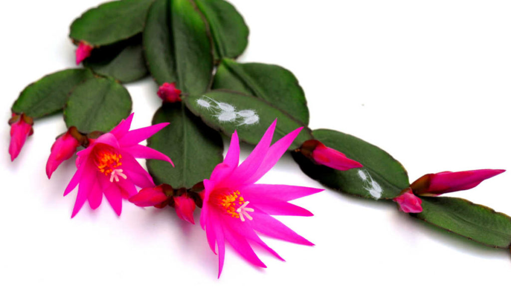 Easter Cactus - Growing Rhipsalidopsis Gaertneri - Spring Cactus