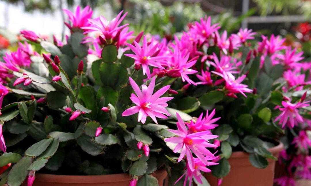 Easter Cactus - Growing Rhipsalidopsis Gaertneri - Spring Cactus
