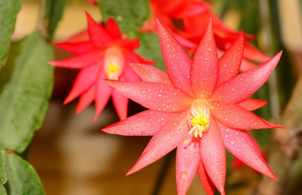 Easter Cactus - Growing Rhipsalidopsis Gaertneri - Spring Cactus