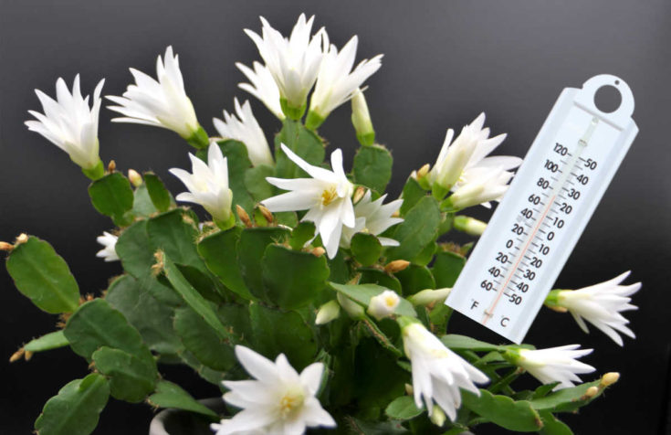 Easter Cactus - Growing Rhipsalidopsis Gaertneri - Spring Cactus