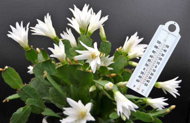 Easter Cactus - Growing Rhipsalidopsis Gaertneri - Spring Cactus