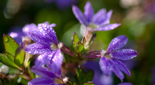 Growing Fan Flower - Scaevola Aemula - Care Tips for Scaevola Plant