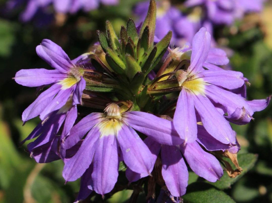 Growing Fan Flower - Scaevola Aemula - Care Tips for Scaevola Plant