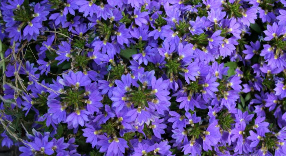 Growing Fan Flower - Scaevola Aemula - Care Tips for Scaevola Plant