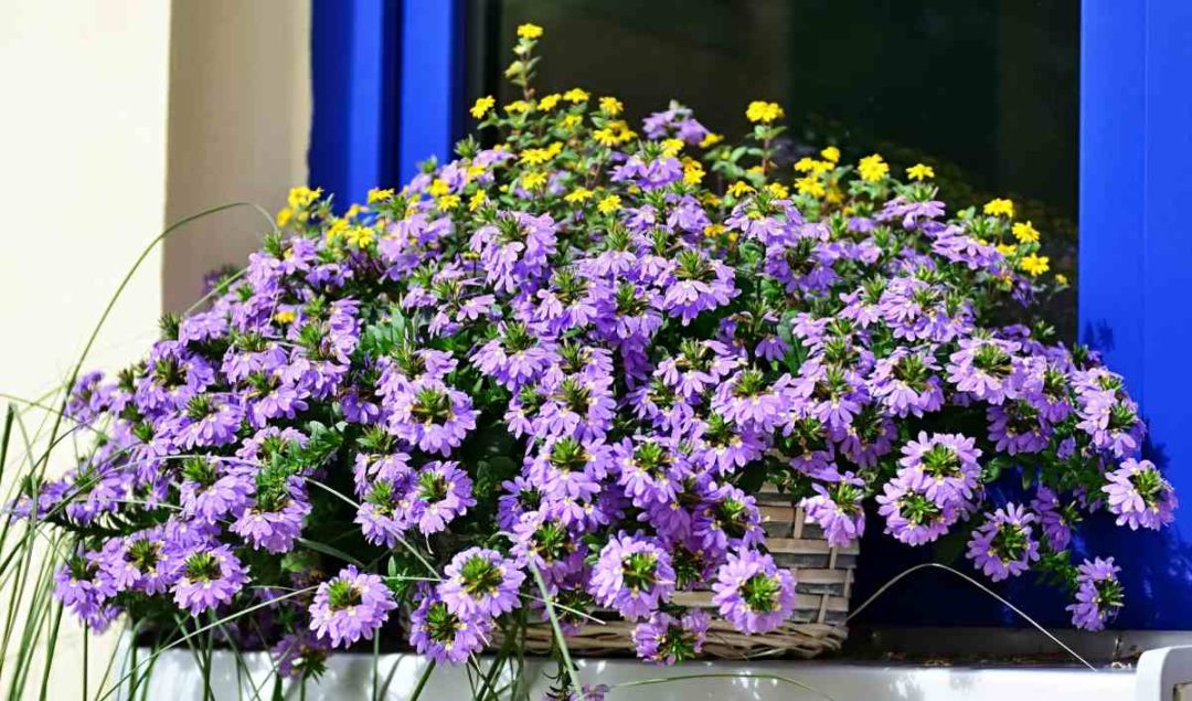 Growing Fan Flower - Scaevola Aemula - Care Tips for Scaevola Plant