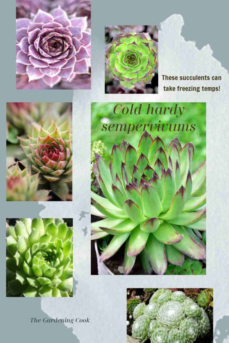 Cold Hardy Succulents - List of Succulents That Survive Winter Outdoors