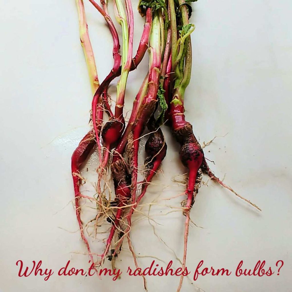 Vegetables Archives - The Gardening Cook