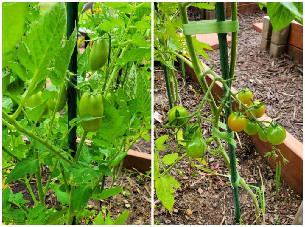 Tomato Bottom Rot - Cause - Tomato Blossom End Rot Treatment