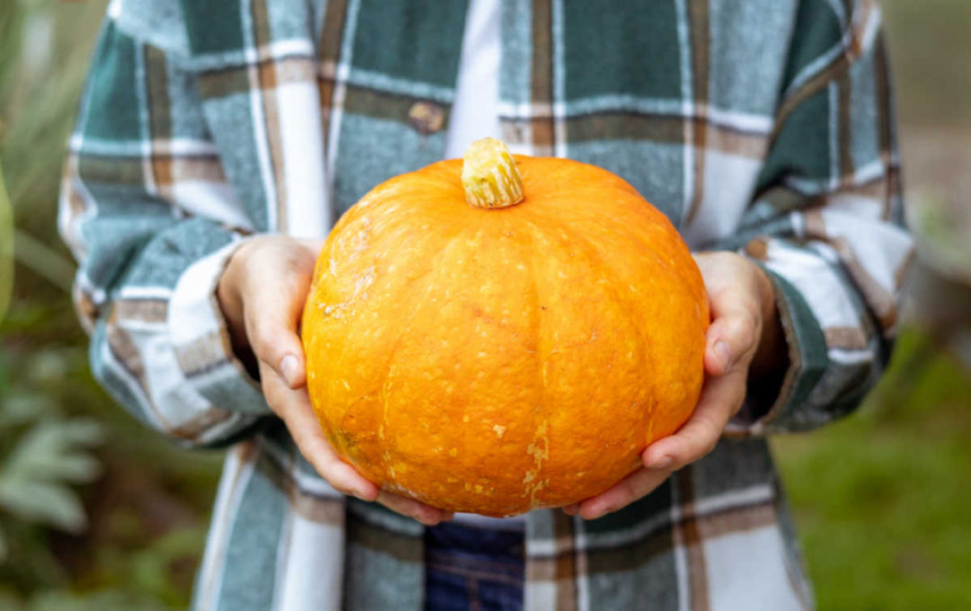 When to Harvest Pumpkins - Tips for Harvesting Pumpkins
