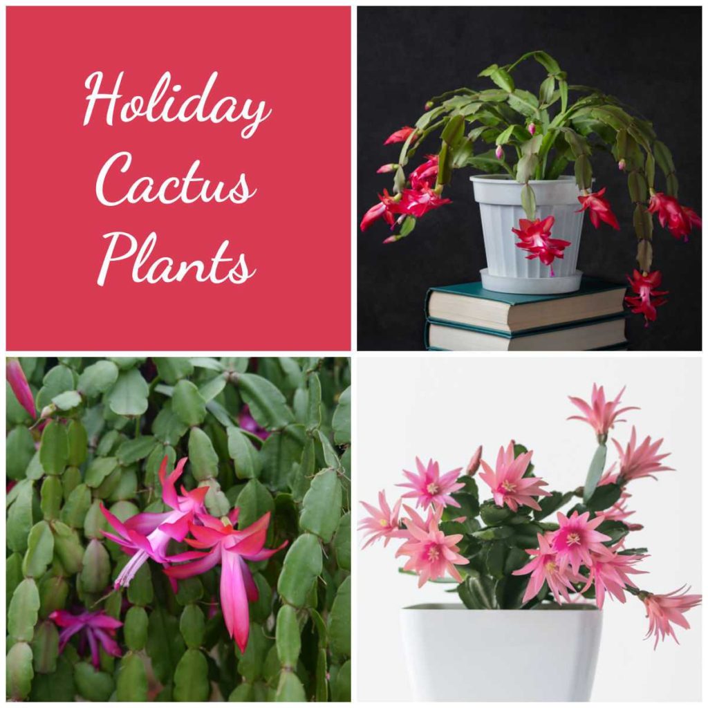 Holiday Cactus Types - Christmas, Thanksgiving, Easter Cactus