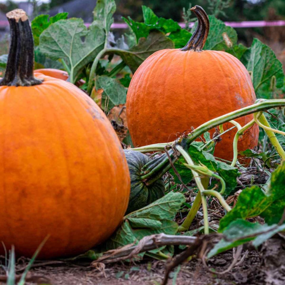 When to Harvest Pumpkins: Ripeness, Cutting & Storage Tips