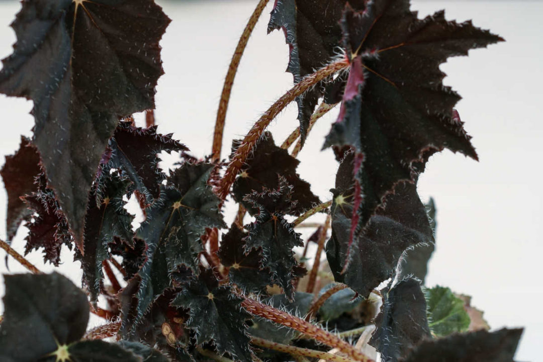36 Black Plants - Creating a Goth Garden With Black Flowers