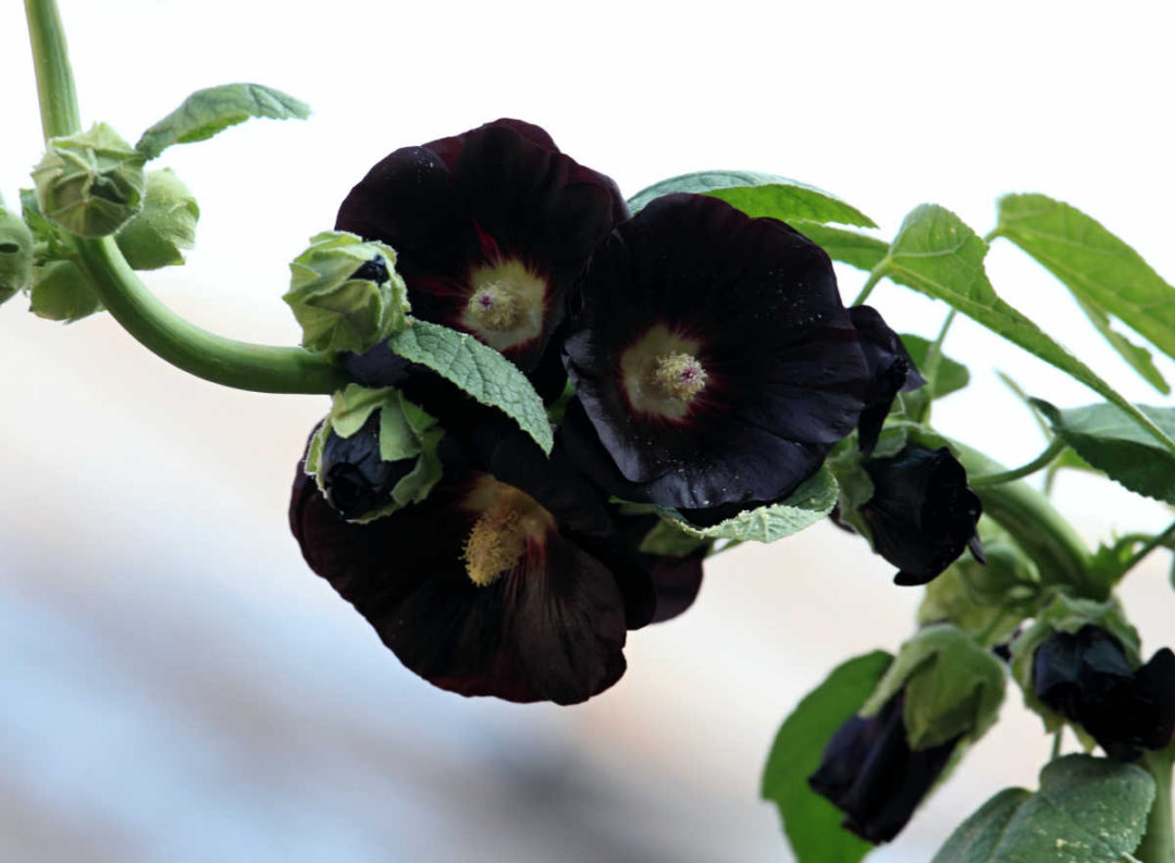 36 Black Plants - Creating a Goth Garden With Black Flowers
