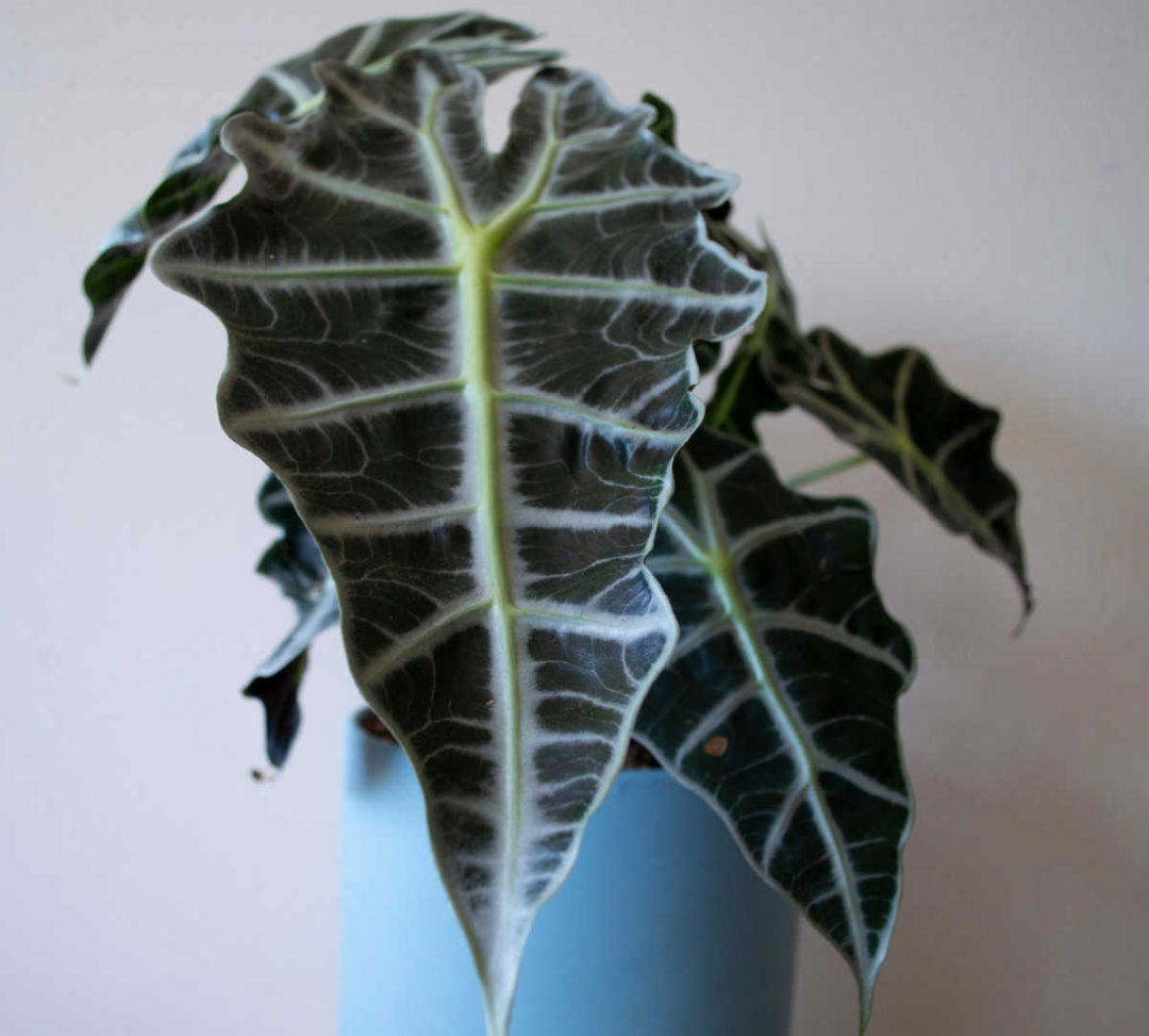 36 Black Plants - Creating a Goth Garden With Black Flowers