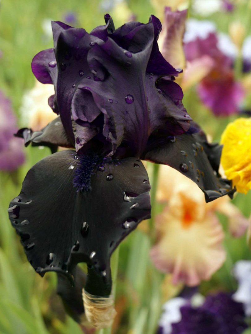 36 Black Plants - Creating a Goth Garden With Black Flowers