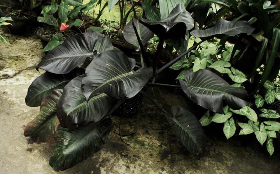 36 Black Plants - Creating a Goth Garden With Black Flowers
