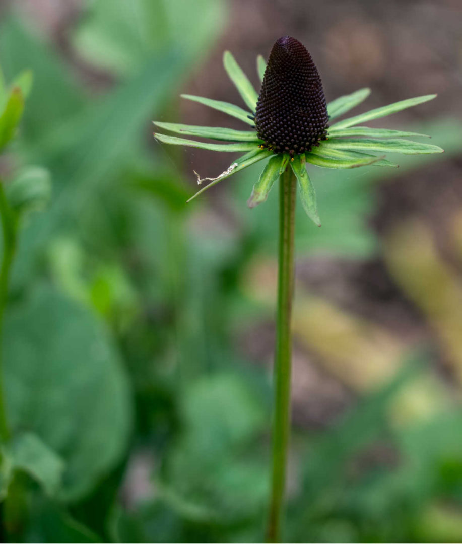 36 Black Plants - Creating a Goth Garden With Black Flowers