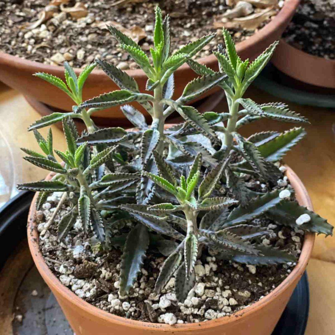 Lucky Plants to Attract Prosperity, Positive Energy and Good Luck Indoors