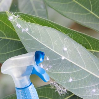 Mealybugs on Plants - Houseplant Pests - Mealybug Treatment