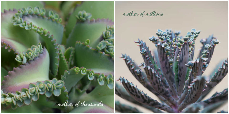 Kalanchoe Houghtonii - Growing Mother of Thousands Plant