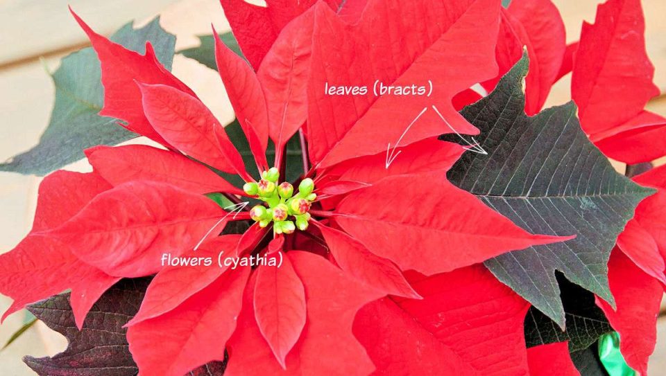 Poinsettia Plant Care - How to Grow Poinsettias