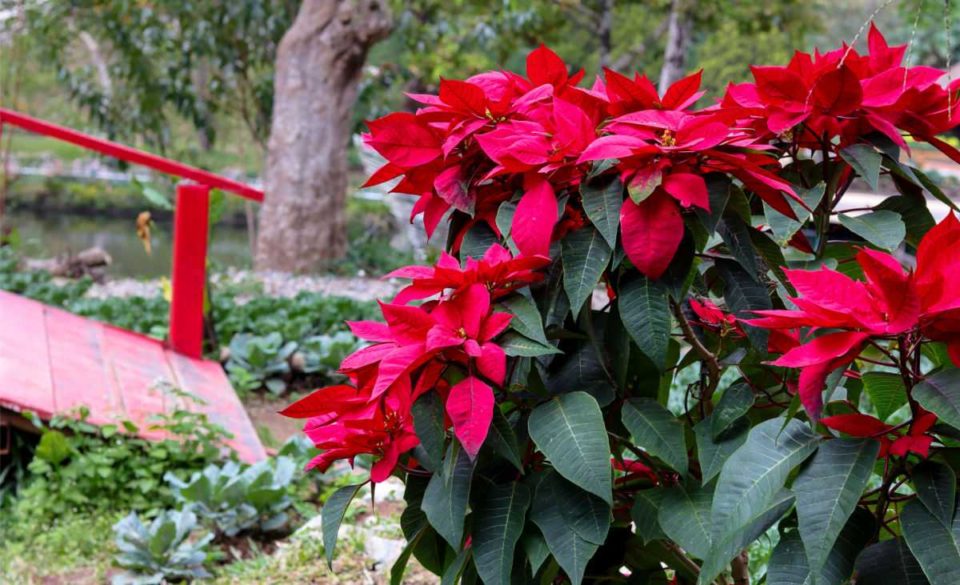 Poinsettia Plant Care - How to Grow Poinsettias