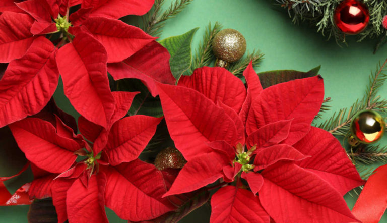 Poinsettia Plant Care - How to Grow Poinsettias