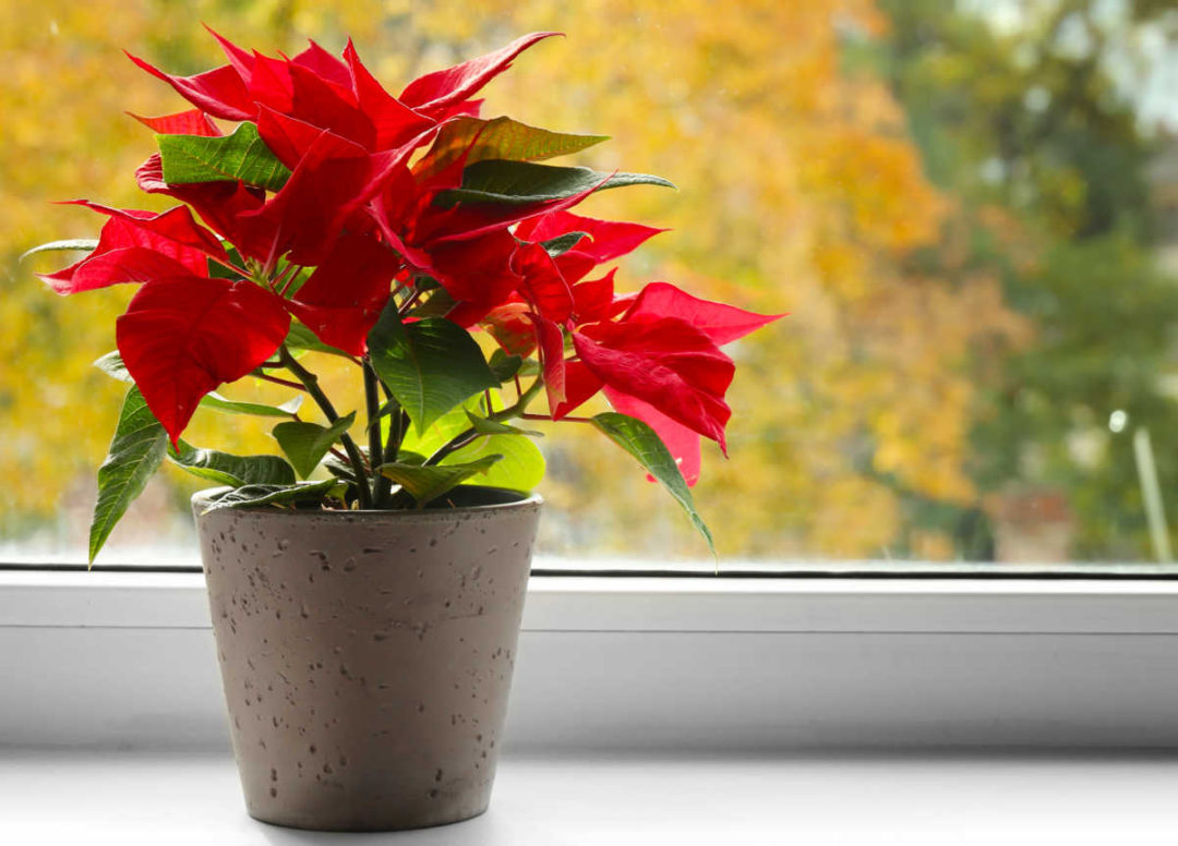 Poinsettia Plant Care - How to Grow Poinsettias